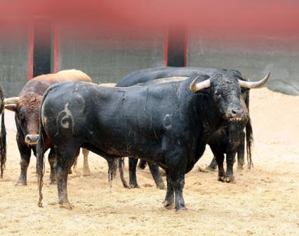 Novillo_FuenteYmbro | sevillatoro.es