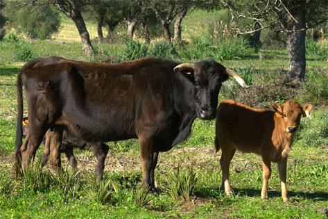 Vaca y becerro | sevillatoro.es